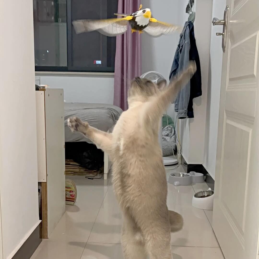 Flappy Bird - The Electronic Flying Bird Cat Toy – Nymock